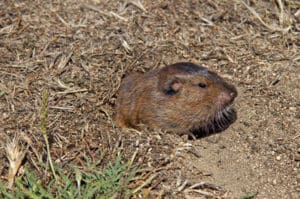 Gopher Facts | Gopher Control in San Joaquin Valley
