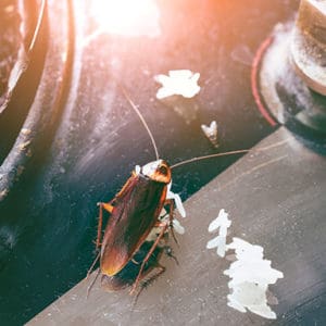 Cockroach Infestation Damage to San Joaquin Valley Homes