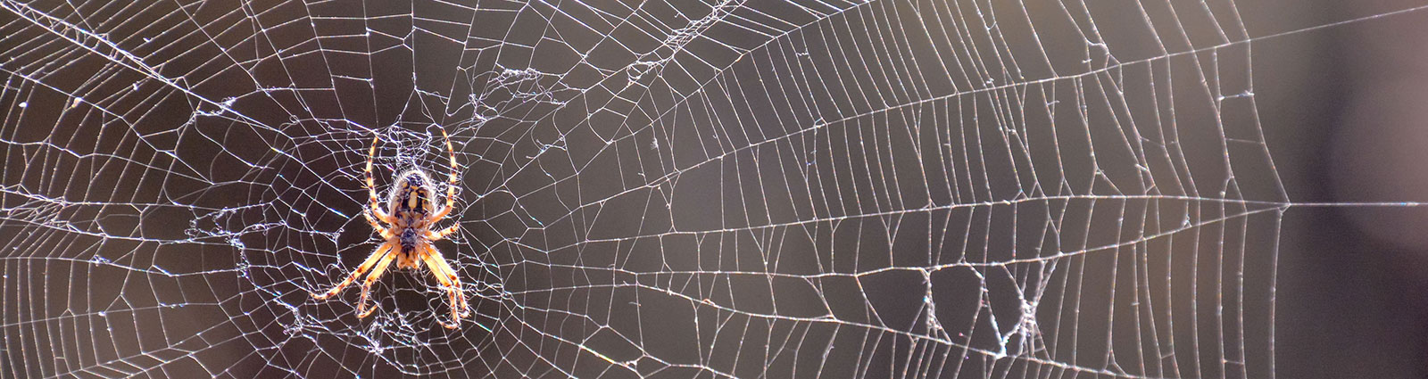 Spider Control | Spider Infestation | Valley Pest Solutions