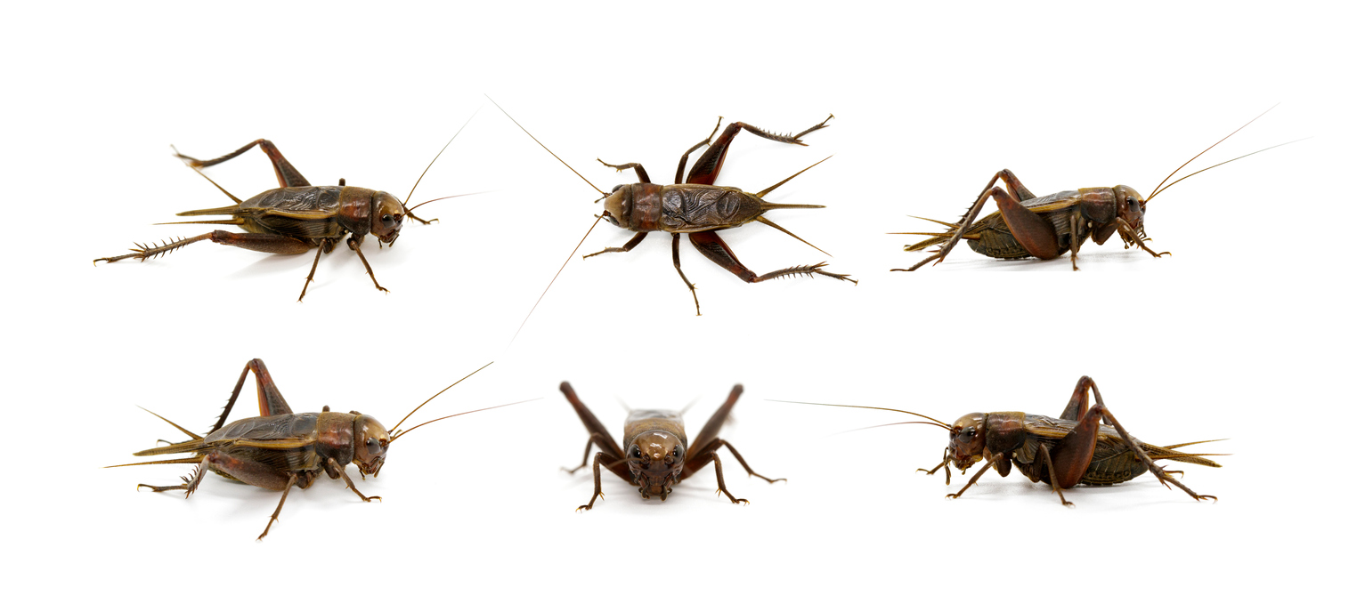 Cricket Infestation Pest Control Services in San Joaquin County